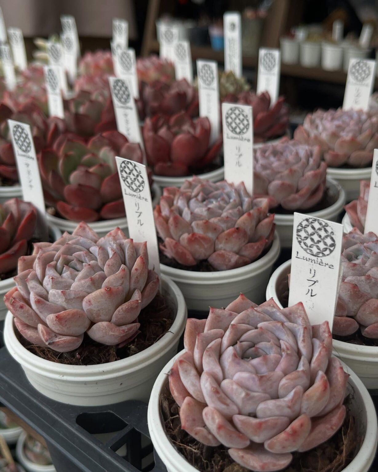 葛飾店オープンニングクーポン配布中！ | 多肉植物専門店Lumiere